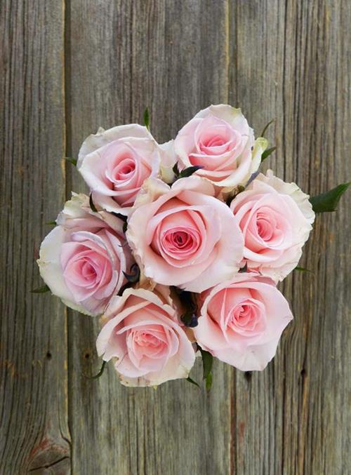 Wholesale Sophie Light Pink Color Roses Delivered Online | FlowerFarm