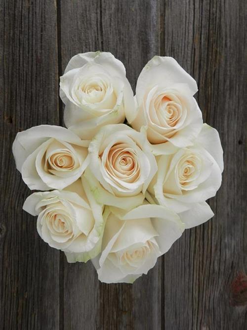 Wholesale Vendela Cream Roses Delivered Online | FlowerFarm