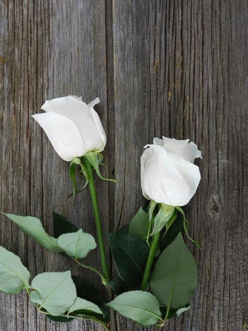Wholesale Vendela Cream Roses Delivered Online | FlowerFarm