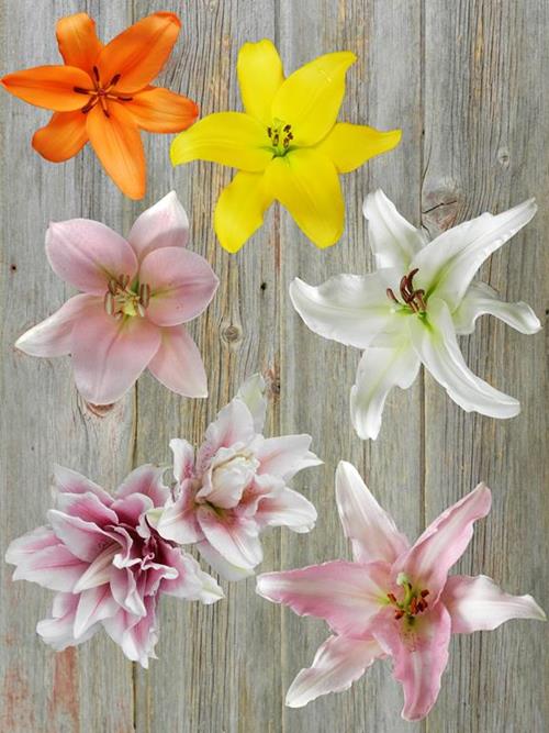 Wholesale Lilies in Bulk | FlowerFarm - Fresh Cut Lilies