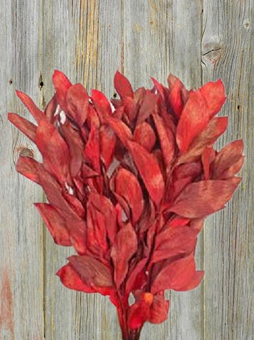 Wholesale Israeli Burgundy Dried Ruscus 5 Stem Bunch Delivered Online ...