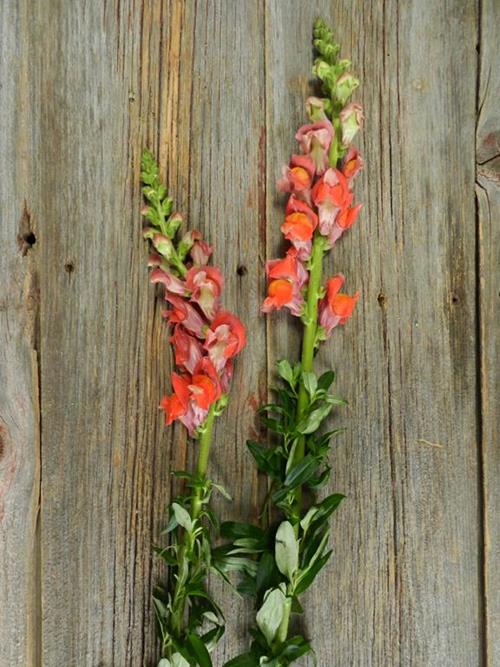 Wholesale Orange Snapdragons Delivered Online | FlowerFarm