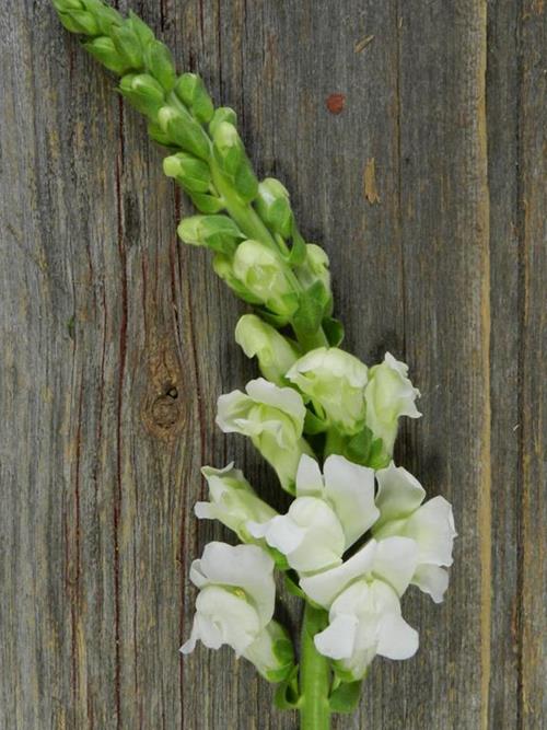 Wholesale White Snapdragons Delivered Online | FlowerFarm