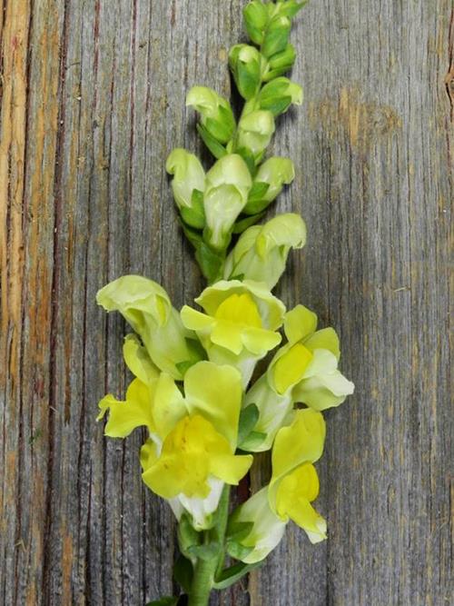 Wholesale Yellow Snapdragons Delivered Online | FlowerFarm