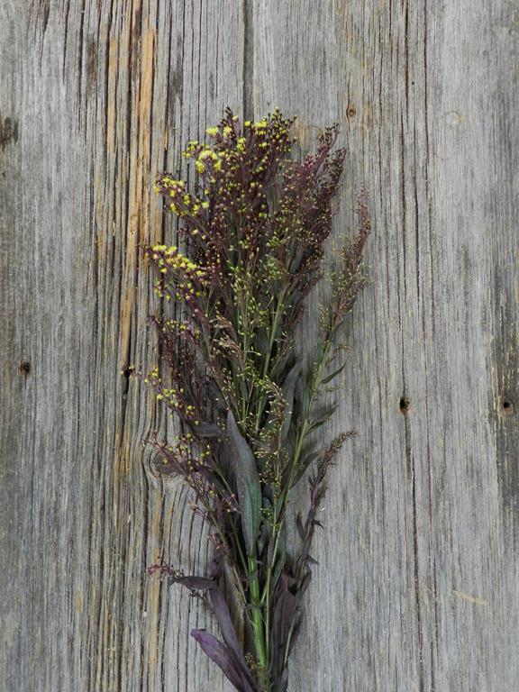 Wholesale Yellow Solidago Red Tinted Aster Delivered Online | FlowerFarm