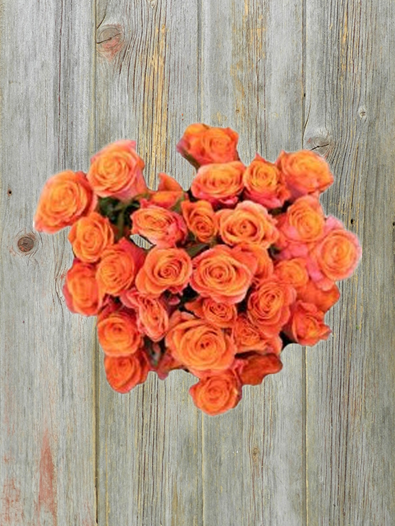 Wholesale Orange Star Orange Spray Rose Delivered Online | FlowerFarm