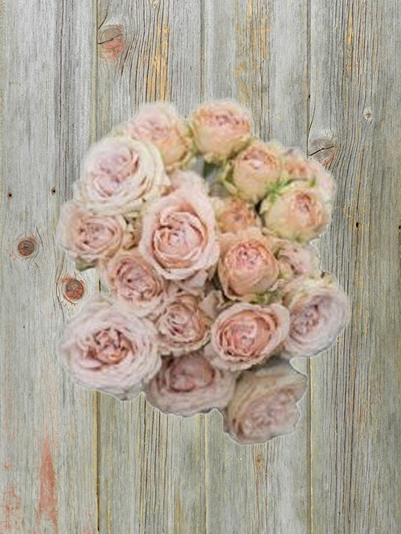 Wholesale Be Generous Light Pink Spray Rose Delivered Online | FlowerFarm