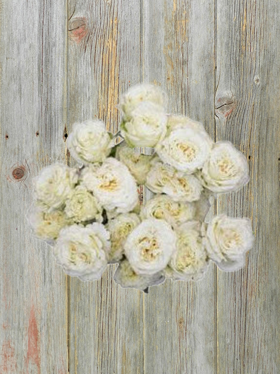 Wholesale Be Loyal White Spray Rose Delivered Online | FlowerFarm