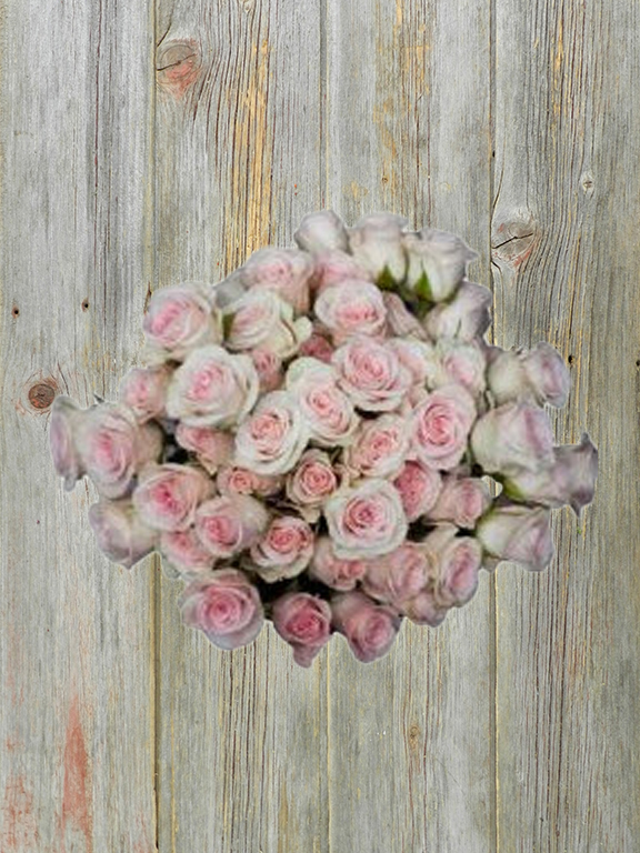 Wholesale Brilliant Star Light Pink Spray Rose Delivered Online ...