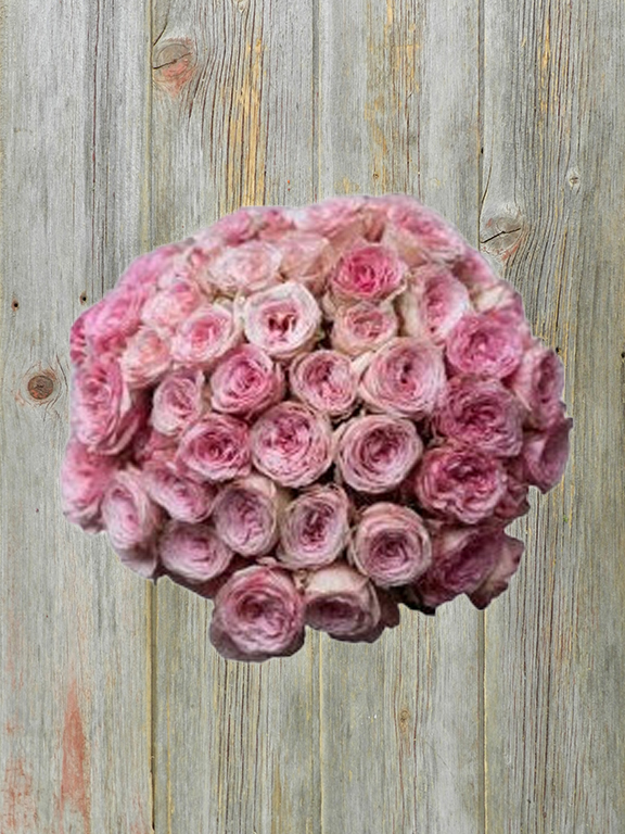 Wholesale Garden Bridal Jewel Light Pink Spray Rose Delivered Online ...