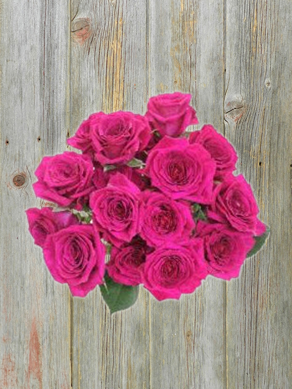 Wholesale Hot Pink Jewel Hot Pink Spray Rose Delivered Online | FlowerFarm