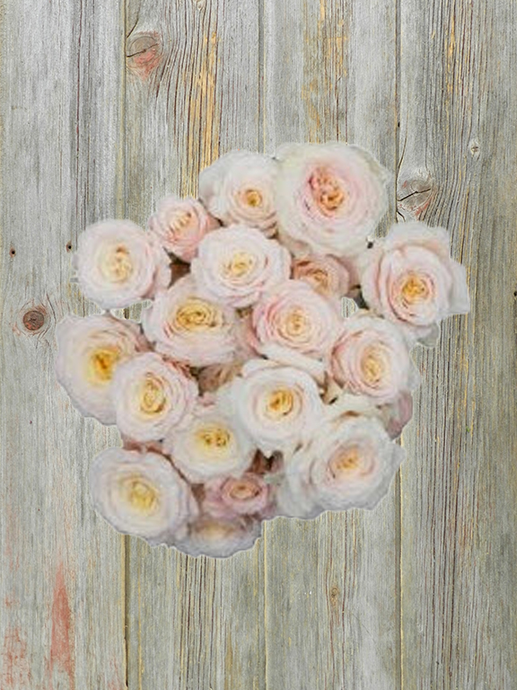 Wholesale Morning Star Delivered Online | FlowerFarm