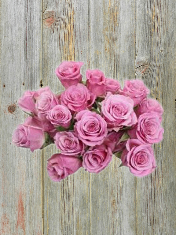 Wholesale Pink Jewel Pink Spray Rose Delivered Online | FlowerFarm