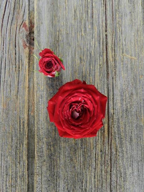 Wholesale Spray Roses in Bulk | FlowerFarm - Fresh Cut Spray Roses