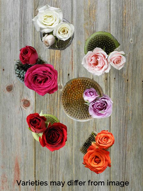 Wholesale Romance Assorted Color Spray Roses Delivered Online | FlowerFarm