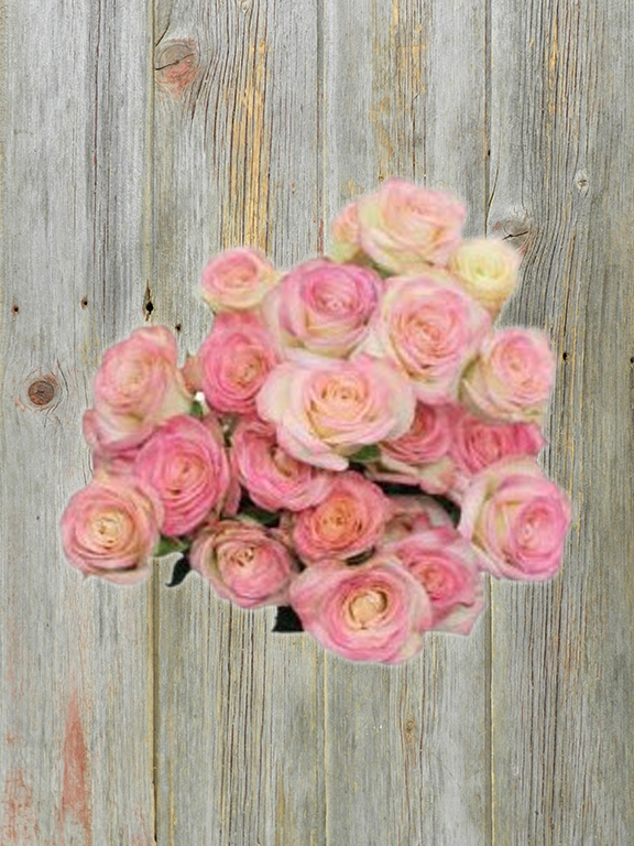 Wholesale Sweet Jewels Bicolor White & Pink Spray Rose Delivered Online ...
