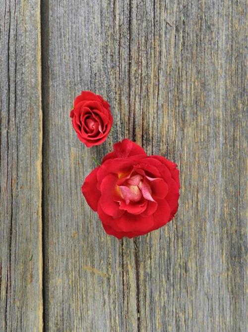 Wholesale Salsa Bi-Color (Org/Red) Spray Roses Delivered Online ...