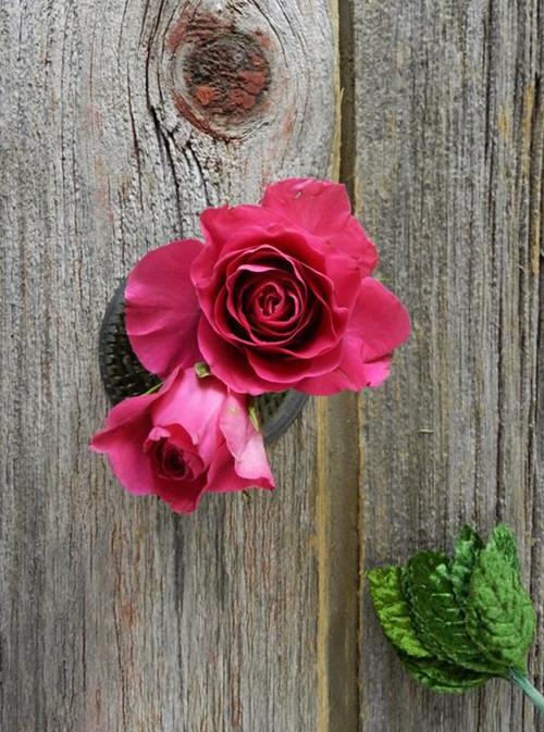 Wholesale Super Nova Hot Pink Spray Roses Delivered Online | FlowerFarm