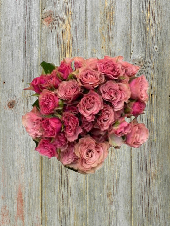 Wholesale Spray Roses Delivered | FlowerFarm