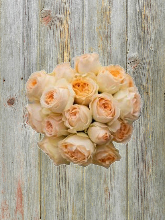 Wholesale Wild Dune Cream Spray Rose Delivered Online | FlowerFarm
