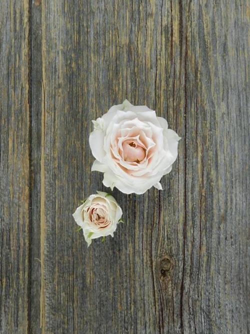 Wholesale Spray Roses in Bulk | FlowerFarm - Fresh Cut Spray Roses