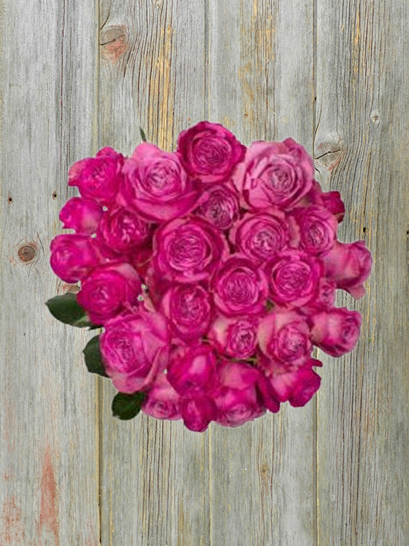 Wholesale Wedding Pink Jewel Hot Pink Spray Rose Delivered Online ...