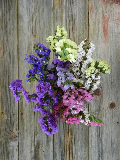 Wholesale Assorted 3 Color Minimum Statice Delivered Online | FlowerFarm