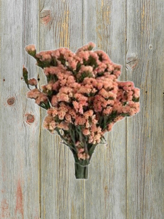 Wholesale Peach Statice Delivered Online | FlowerFarm