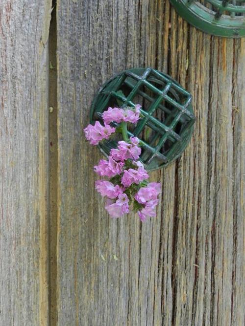 Wholesale Pink Statice Delivered Online | FlowerFarm