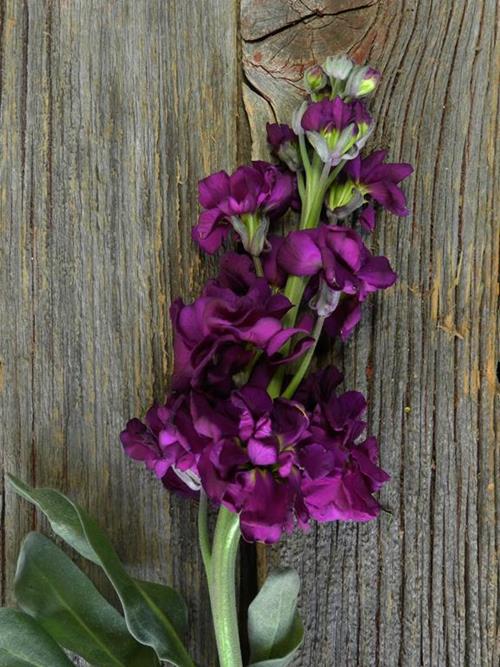 Wholesale Purple Stock Delivered Online | FlowerFarm