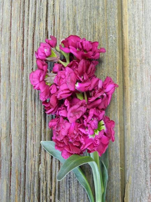Wholesale Ruby Red Deep Hot Pink Stock Delivered Online | FlowerFarm