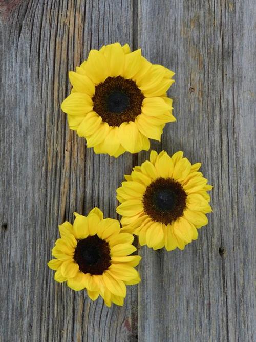 Wholesale Sunflowers in Bulk | FlowerFarm - Fresh Cut Sunflowers