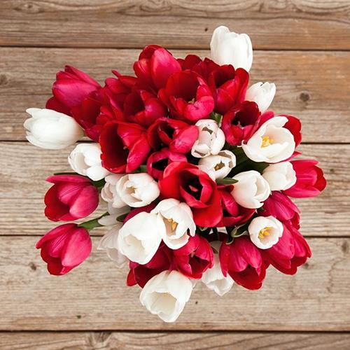 Wholesale Tulips 60 Red And 60 White Combo Box Delivered Online ...