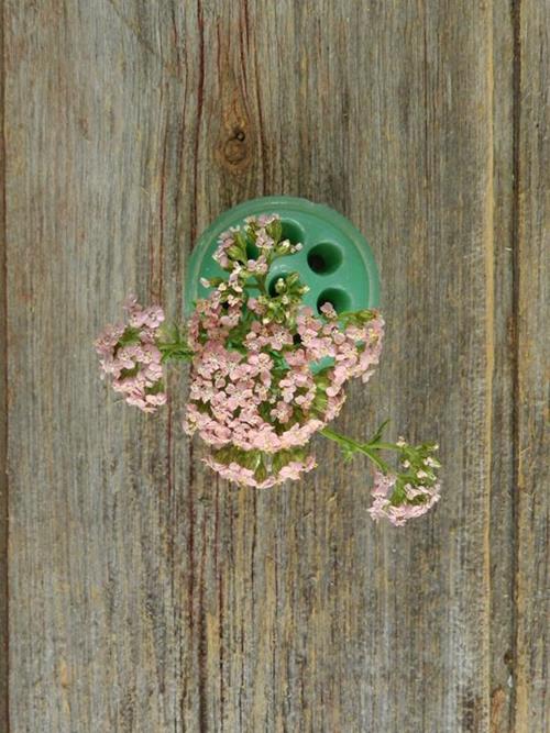 Wholesale Cottage Pink Yarrow Delivered Online | FlowerFarm