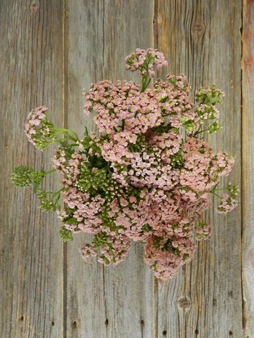 Wholesale Cottage Pink Yarrow Delivered Online | FlowerFarm
