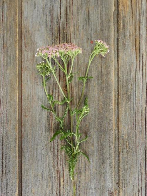 Wholesale Cottage Pink Yarrow Delivered Online | FlowerFarm
