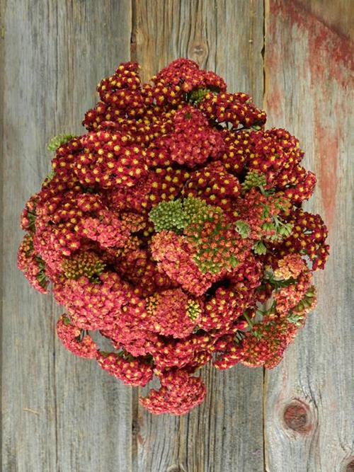 Wholesale Cottage Red Yarrow Delivered Online | FlowerFarm